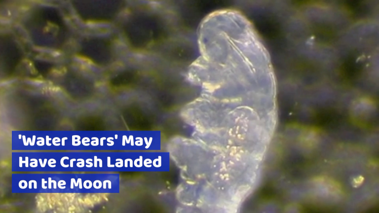 What’s A Water Bear And Why Are They On The Moon – Blake News